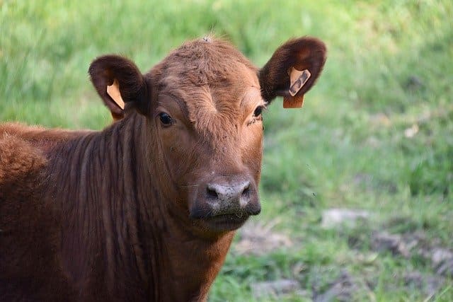 The Red Heifer is a Symbol of Jesus & Sanctification - No Longer Lukewarm